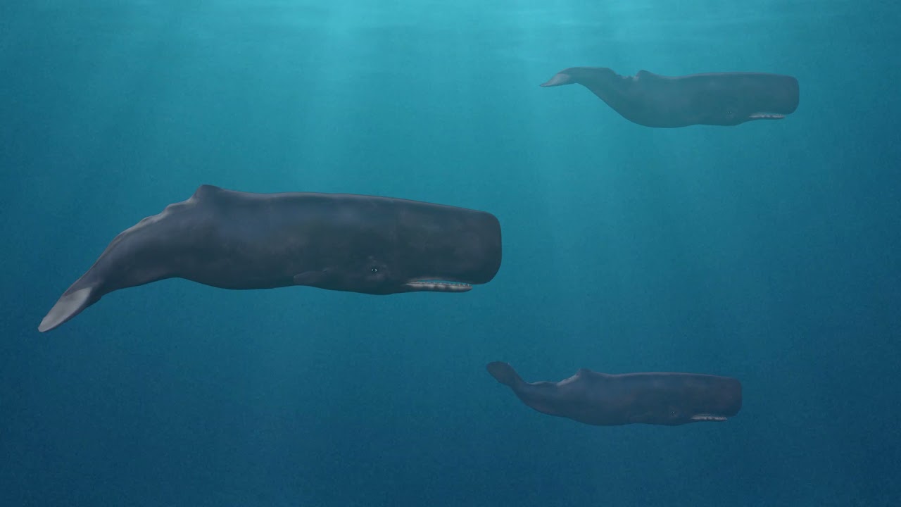 8 Hours of Whale Sounds to relax, sleep, mediate, study and more. - YouTube