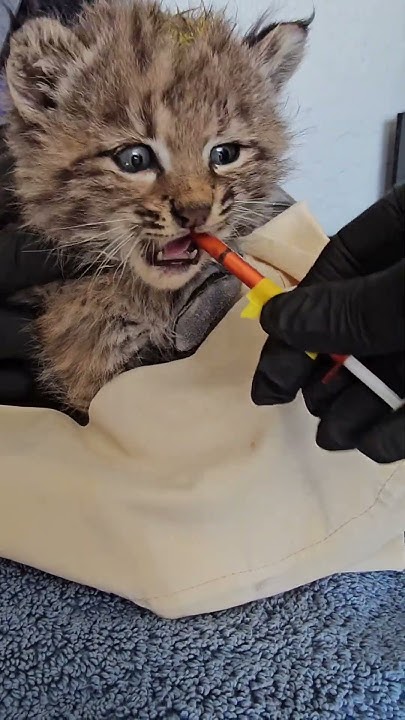 Bobcat rehab at Think Wild - YouTube