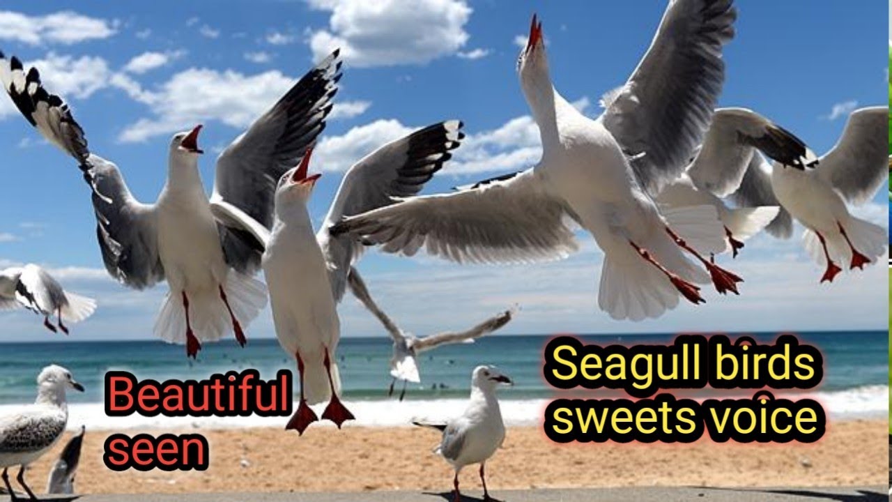 Seagull bird voice | Music of seagull birds - YouTube