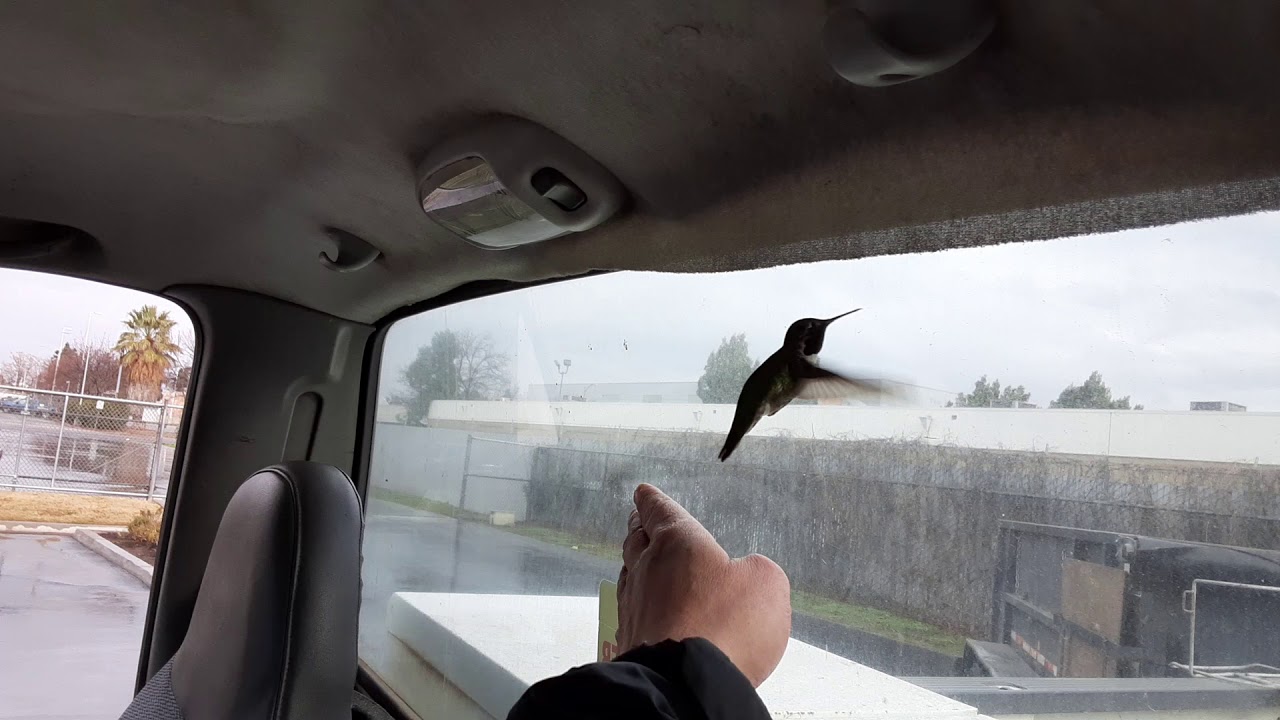 hummingbird in my work truck?, what!! - YouTube