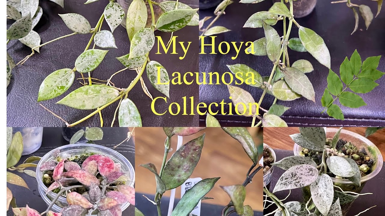 MY HOYA LACUNOSA COLLECTION | PROMISE RODRIGUEZ - YouTube