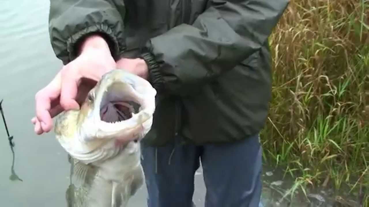 Pêche Du Sandre Au Vif En Plombée à Létang Du Perray En Yvelines Youtube