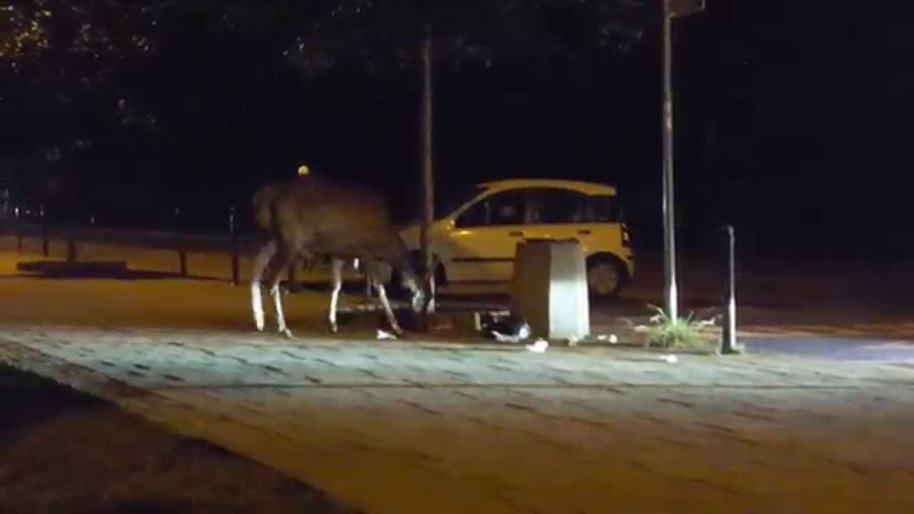 Dzikie zwierzęta Zakopanego./ Wild Animals of Zakopane, Poland. - YouTube