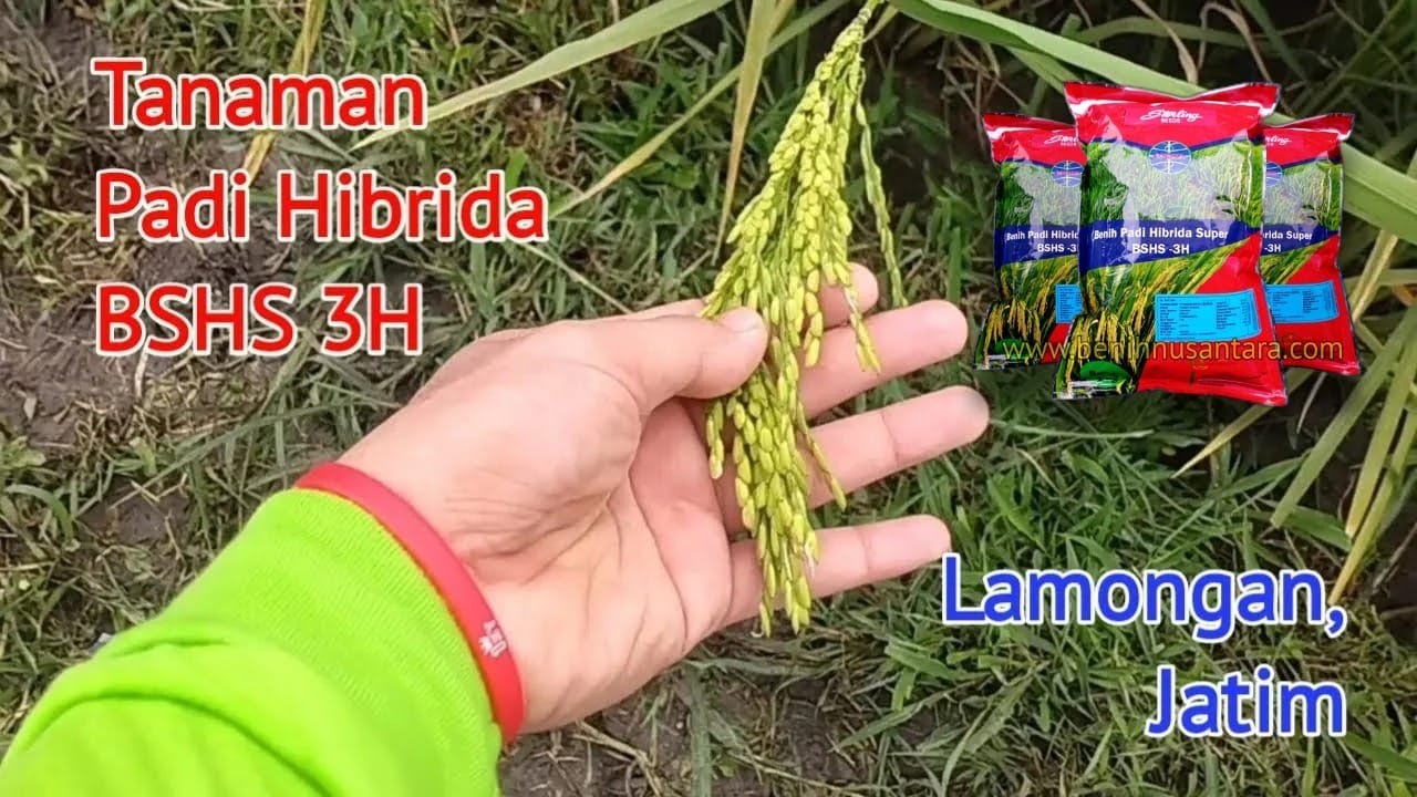 Tanaman Padi Hibrida Bshs 3h Di Lamongan Jatim Youtube
