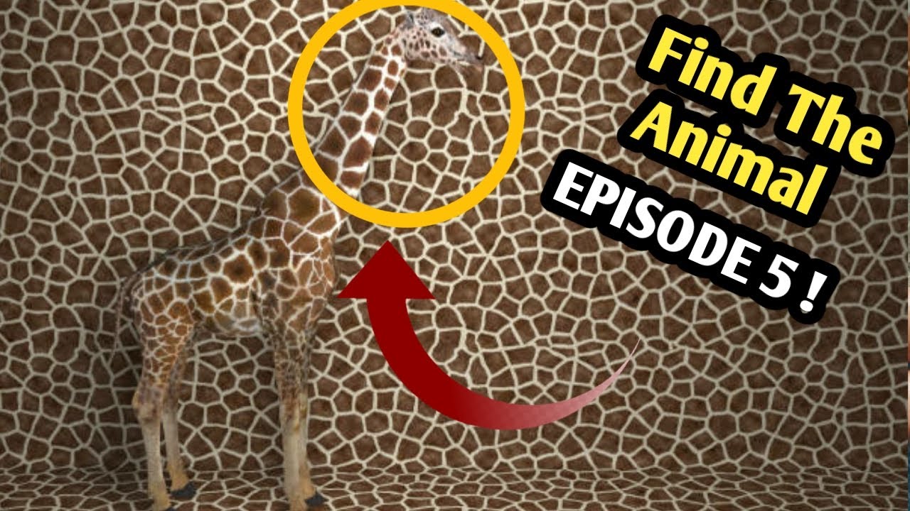 Episode 5 : Can You Find 10 Amazing Hidden Animals Which You Never Seen ...