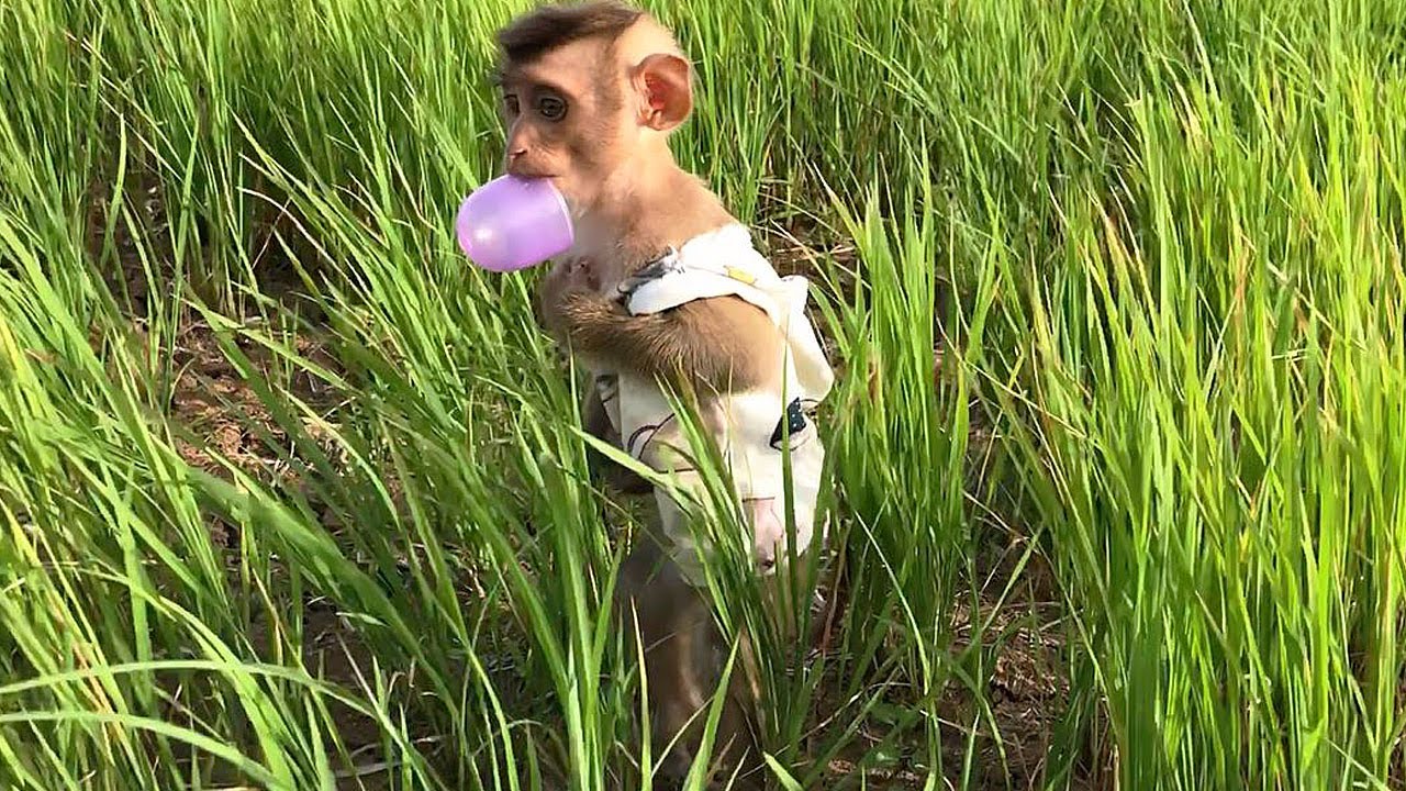 Jason Walking Find Mom At Green Field | Monkey Jason Happy Play Hide ...