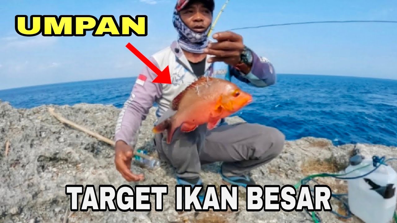 ⛔UMPAN HIDUP KAKAP MERAH TARGET HIU MARTIL ,DI TARIK RUDAL BALILSTIK ...