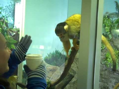 Monkey High Five - YouTube