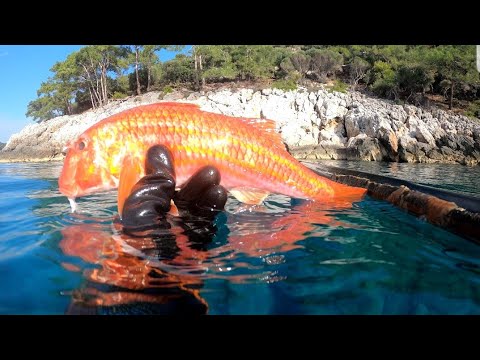 DEV KAYA BARBUNLARI..! (4k) KAYA BARBUN AVI-KIRMIZI BALIK