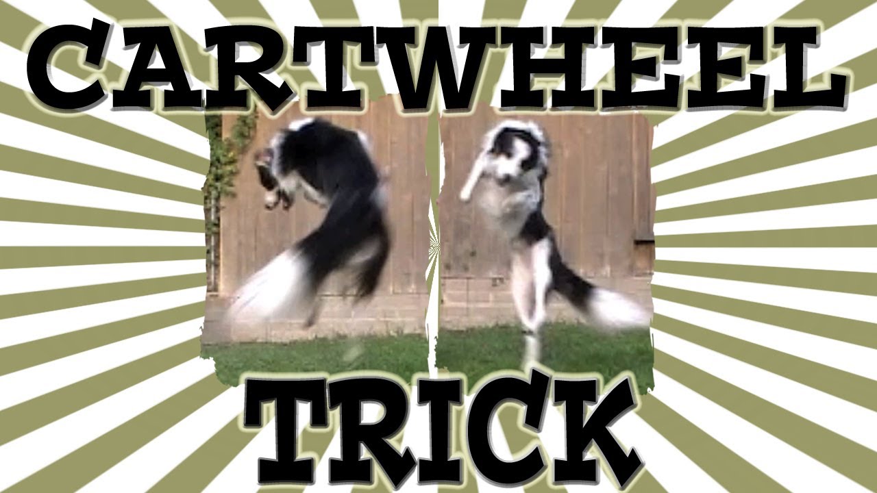 Cartwheel Dog Trick - Clicker Dog Training - YouTube