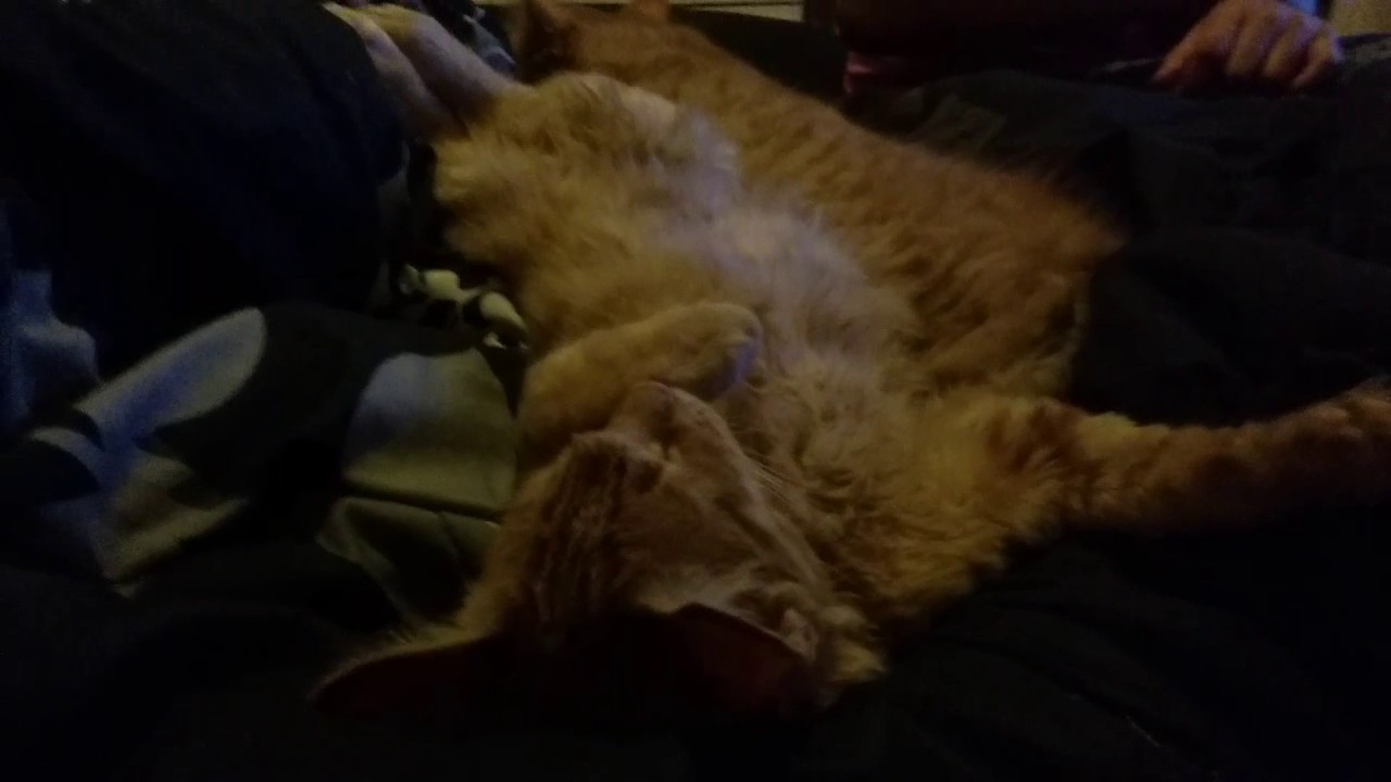 dabing cats - YouTube