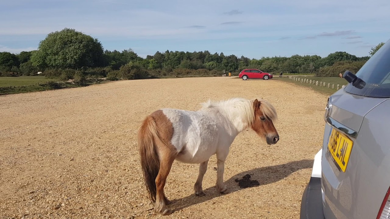 Silly Pony - YouTube