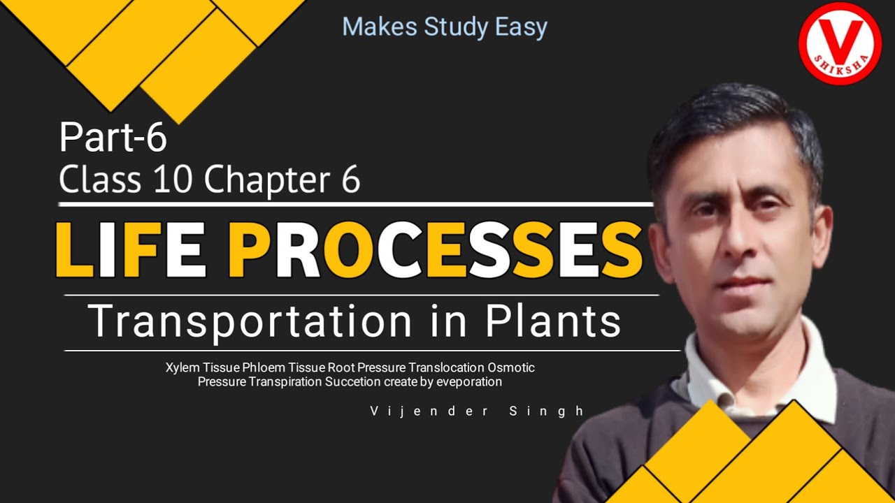 Transportation in Plants | Class 10 Life Processes | V Shiksha | NCERT ...
