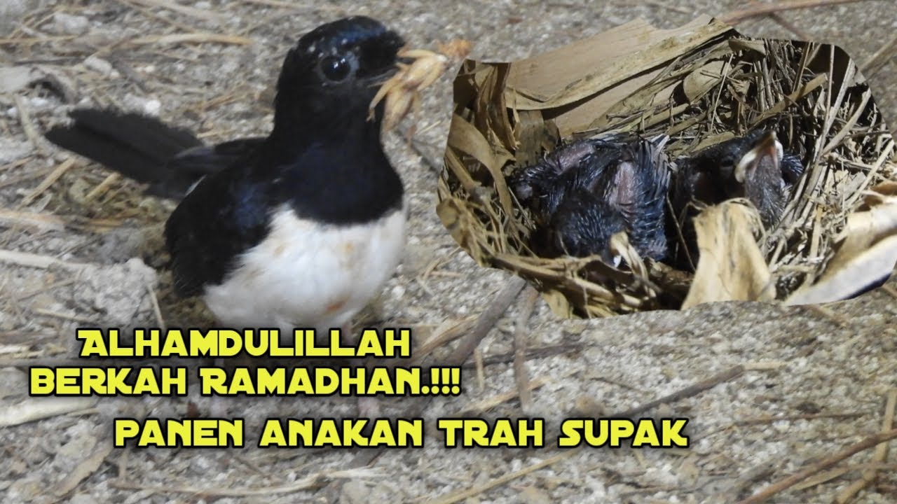 Panen Anakan Murai Borneo Supak/Blorok Dikandang Zona Kicau BF - YouTube