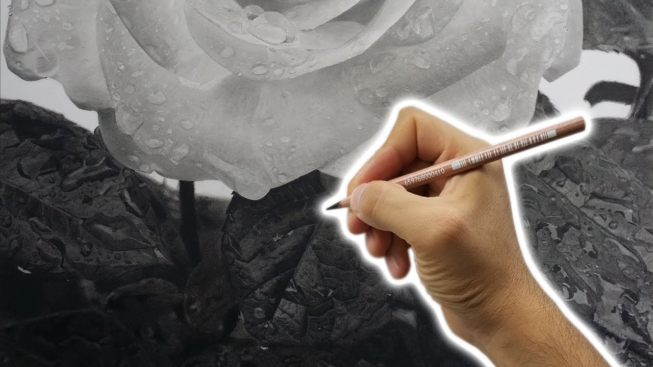 Drawing A Rose ( Time Lapse ) | Hyperrealistic Drawing - YouTube