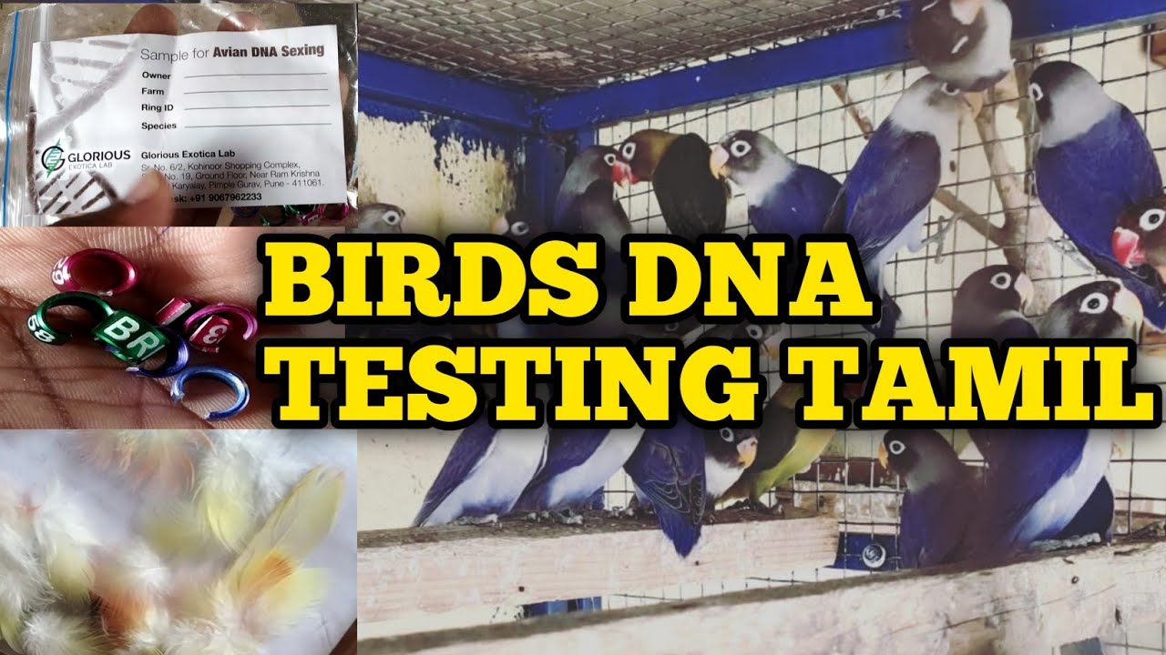 DNA testing For birds | Easy way to test Dna for bird - YouTube