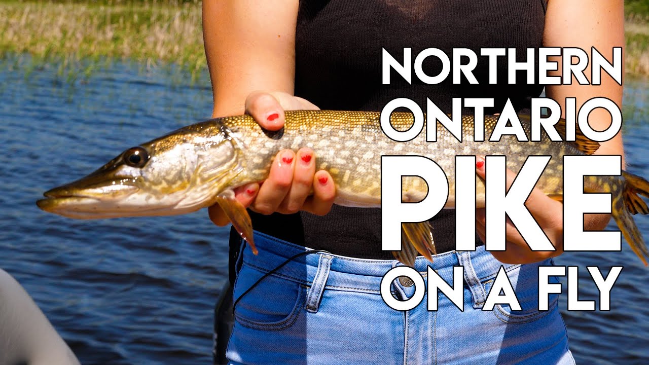 Northern Ontario Pike on a Fly - YouTube