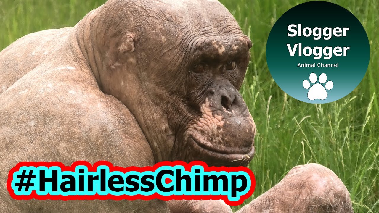 Jambos the Hairless Chimp: A Display of Head Muscle Power - YouTube