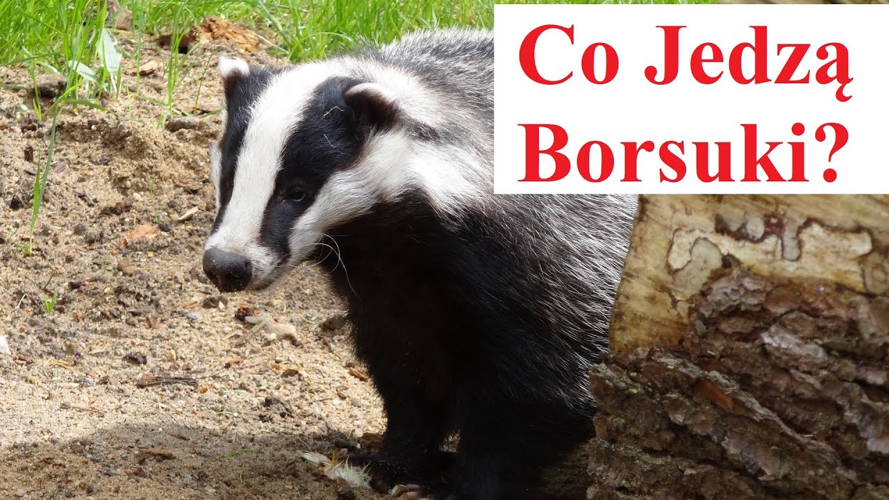 Co Jedzą Borsuki - YouTube
