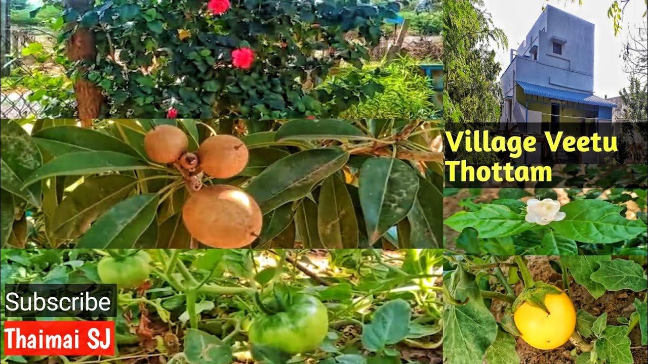 Village Veetu Thottam| Home Garden Tour | கிராமத்து வீட்டு தோட்டம்| Farming | - YouTube
