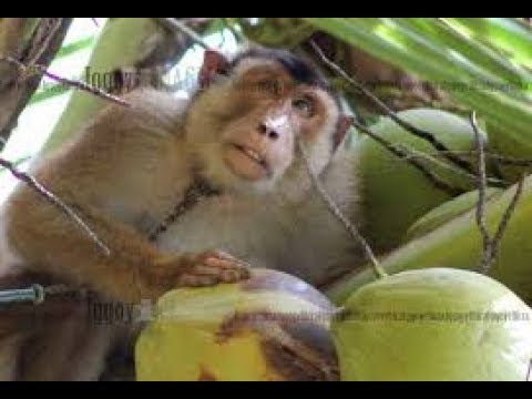 Monyet pintar sekali petik buah kelapa - YouTube