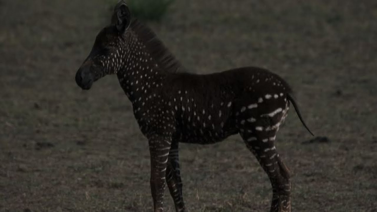 Una zebra a pois nella riserva del Masai Mara in Kenya - YouTube