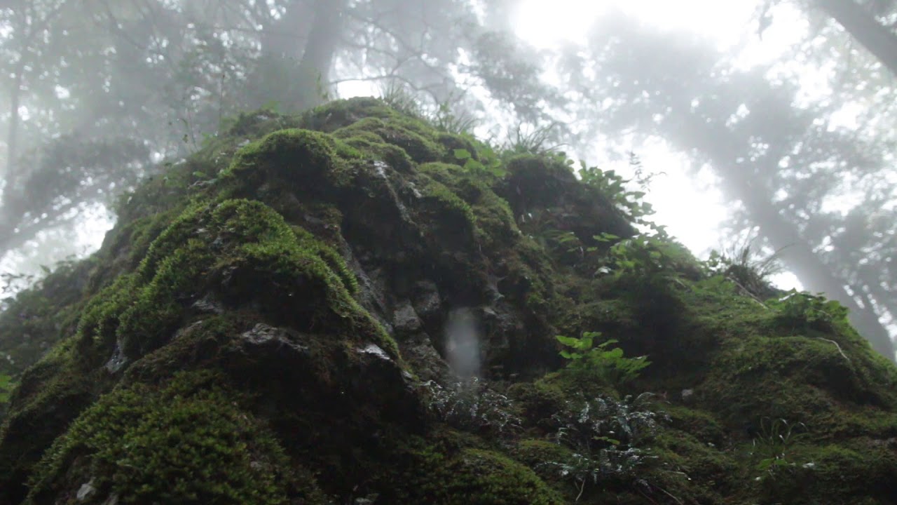 Calming Sound of Rain in Foggy Forest 1 Hour / Rain Drops Falling From ...