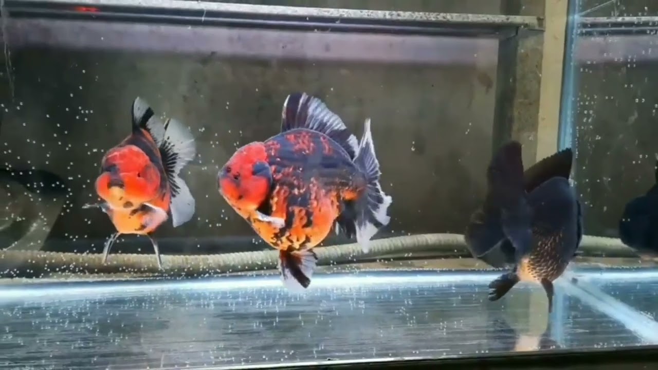 ORANDA SHOW QUALITY GOLDFISH - YouTube