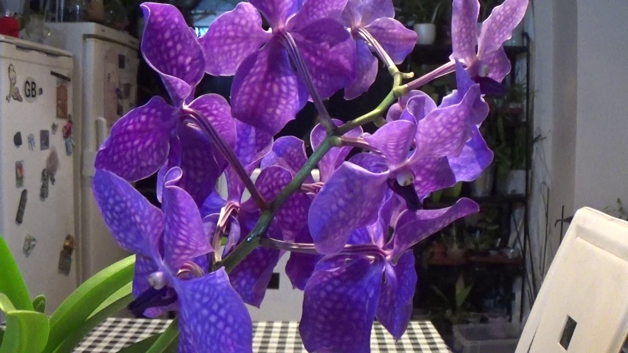 Meet my Gorgeous Blue Vanda - YouTube