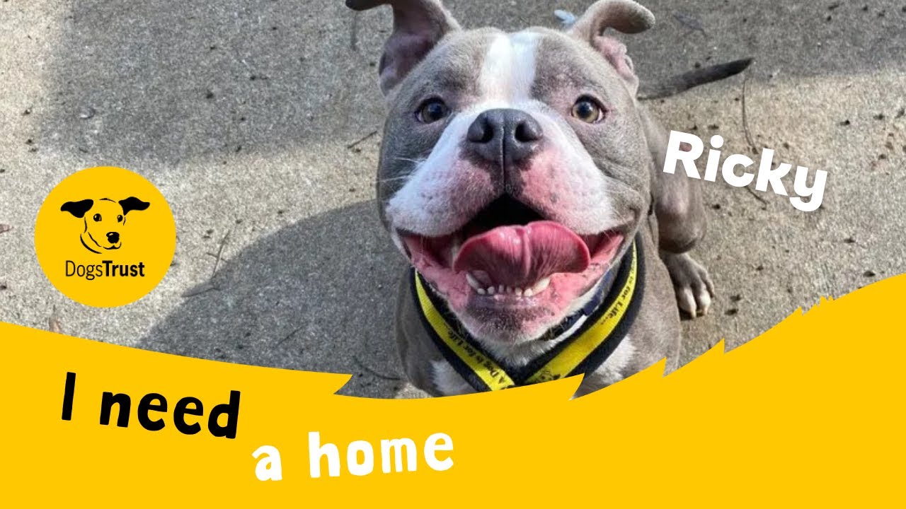 Ricky the brilliant Bulldog cross | Dogs Trust Bridgend - YouTube