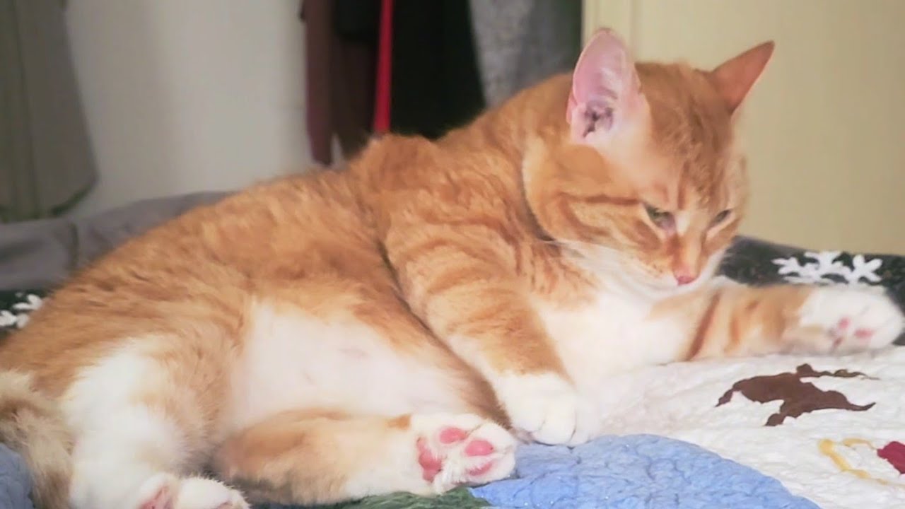 BIG ORANGE CATS GOT THEM ANGLES - YouTube