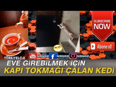 Eve Girmek İçin Kapıyı Çalan Kedi