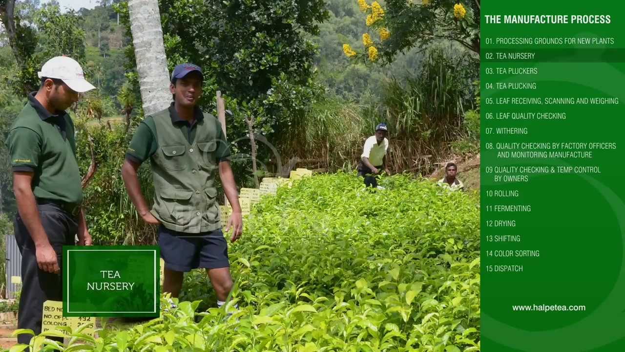 Manufacturing Pure Ceylon Tea - Halpewatte Tea Factory - YouTube