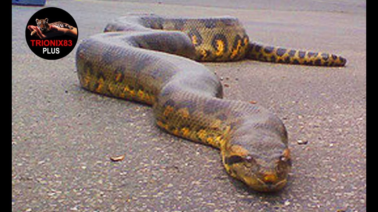 Titanoboa Real Life
