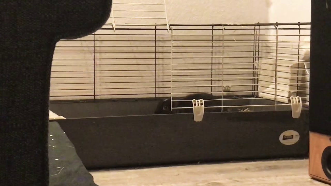 Fast rabbit - YouTube