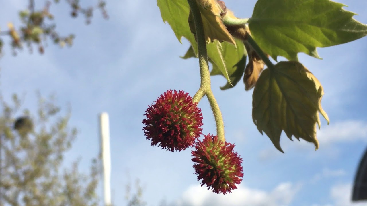 London Plane (Platanus x hispanica) - female flowers close up - April ...