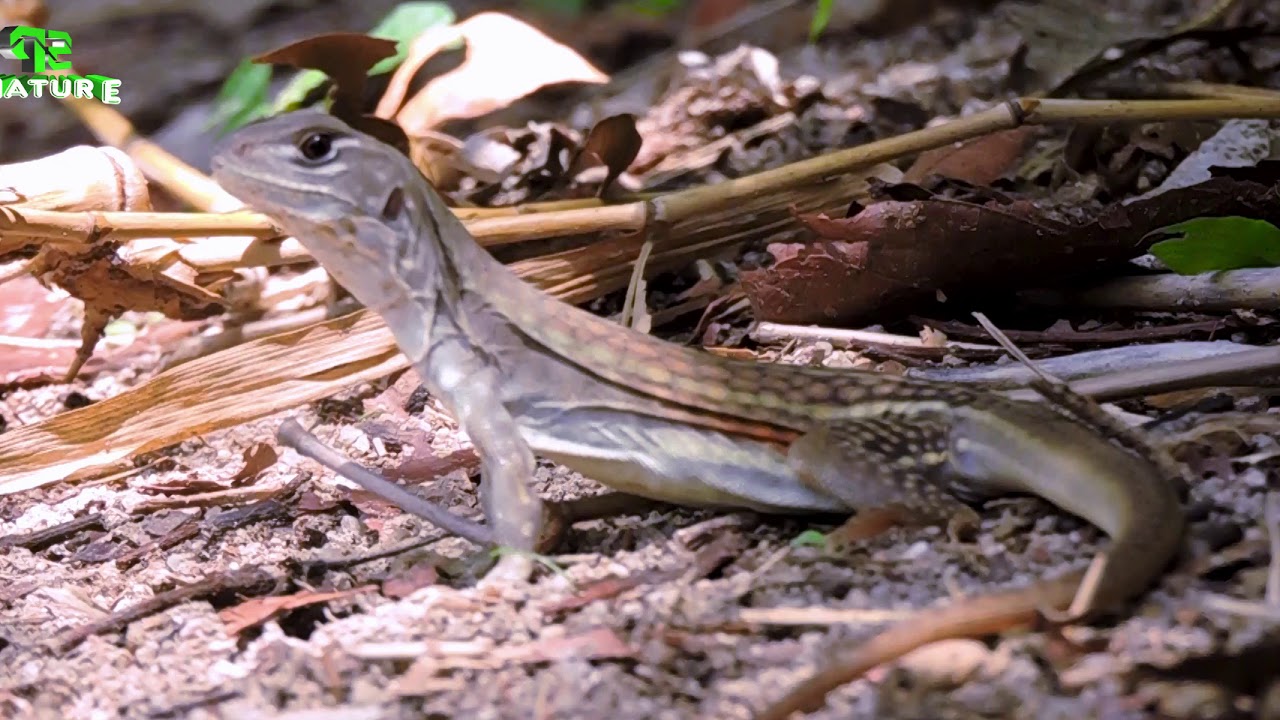 សត្វជាស | Small Lizard | Reptiles 20/06/2020 - YouTube