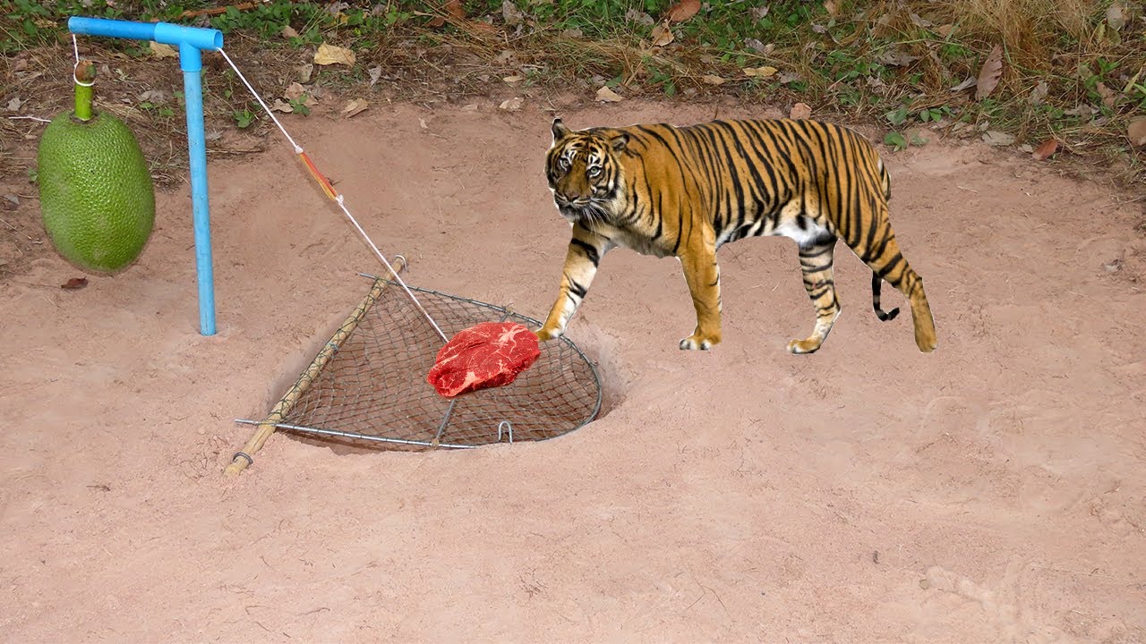 The First Best Creative Tiger Trap Using Jack Fruit And PPVC Working ...