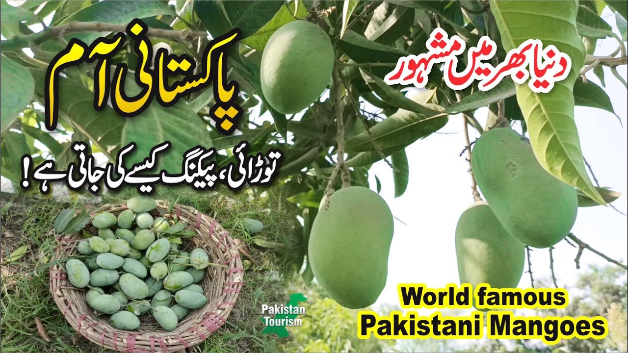 World Famous Pakistani Mangoes | Pakistan Tourism - YouTube