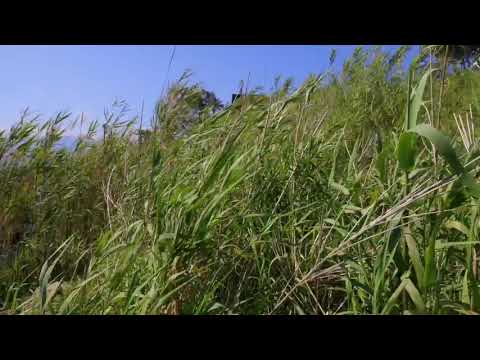 Rustling grass 🍃 Nurture Sounds💕 - YouTube