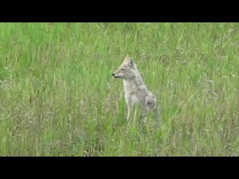Coyote barking - YouTube