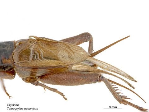 Teleogryllus oceanicus- insect sound - YouTube