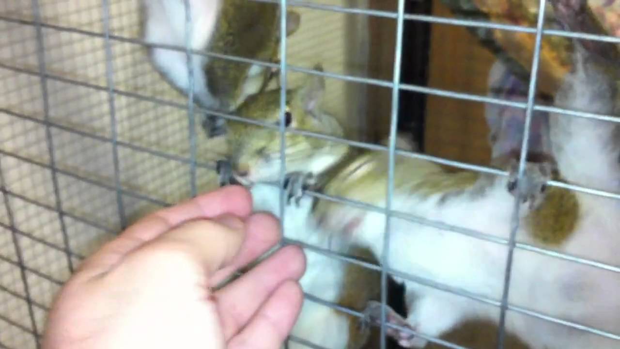 Hanging Squirrels - YouTube