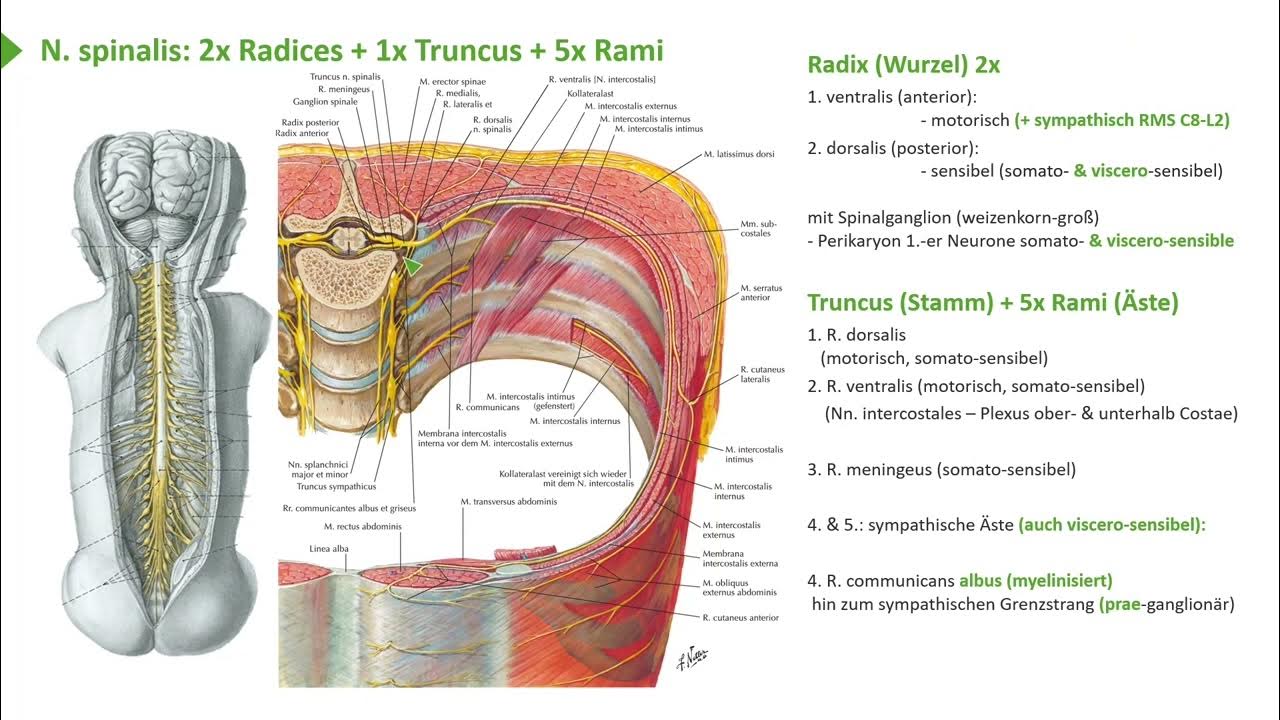 Anatomie I Obere Extremität: Nerven - Spinalnerv mit Ästen & Plexus-Bildung I Prof. Dr. med ...