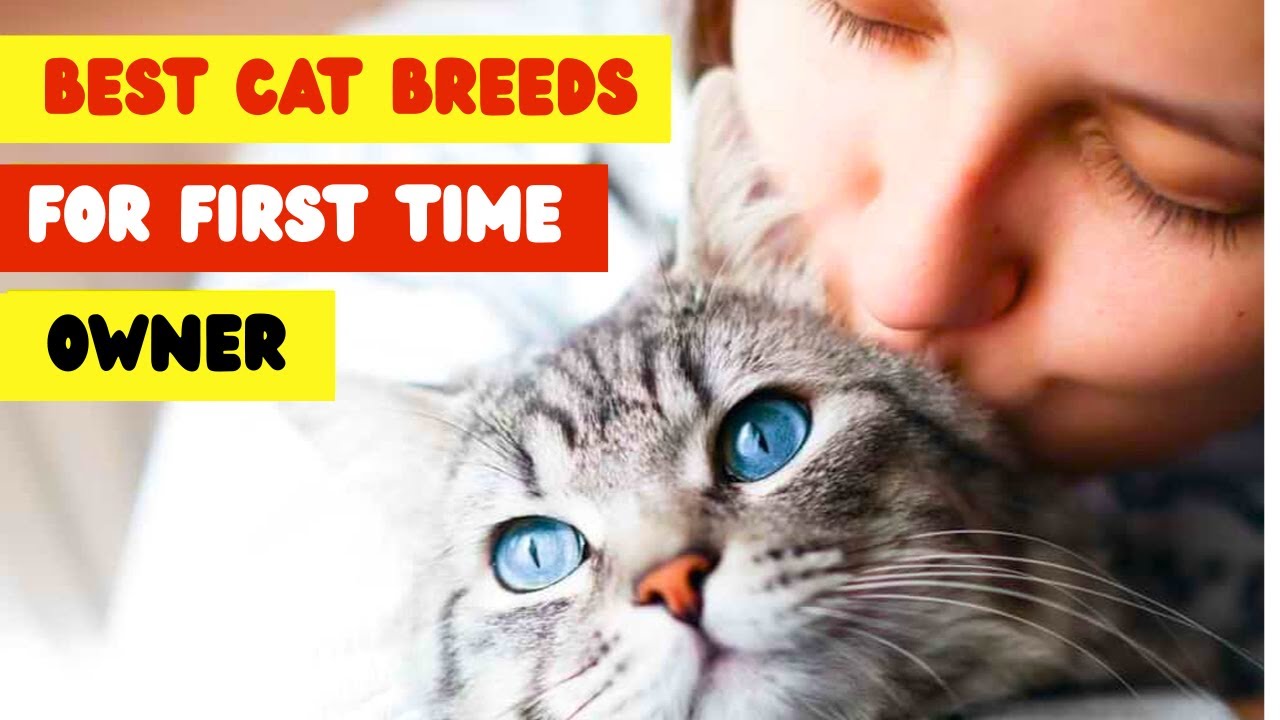 Best Cat Breeds for First-Time Owners | Easy, Friendly & Loving Cats ...