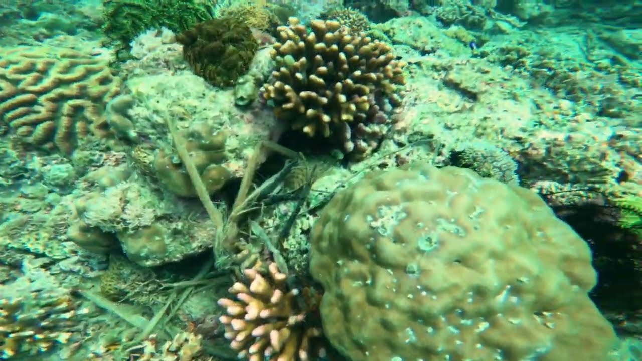 Sinandigan Wall | Fun Dive - YouTube