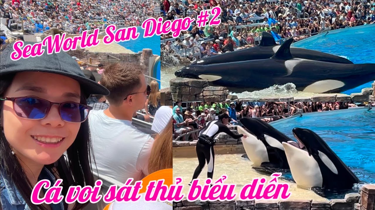 319 - SeaWorld San Diego - những chú voi sát thủ to khỏe biểu diễn cực ...