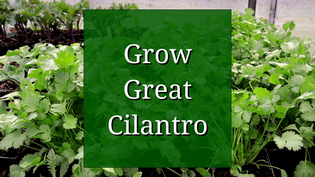 Grow Great Cilantro - YouTube