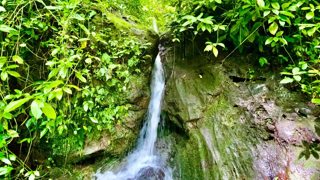 Hiking Makiki Valley Loop Trail Hawaii | Summer 2021 - YouTube
