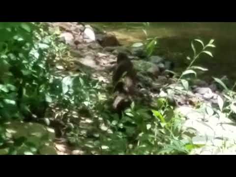 Cute Mink is surprised to see me and runs away.